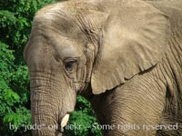 Pachyderma - Laryngopedia